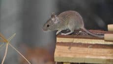 Can Mice & Rats Climb Stairs, Beds, Curtains, Couches,& Walls?