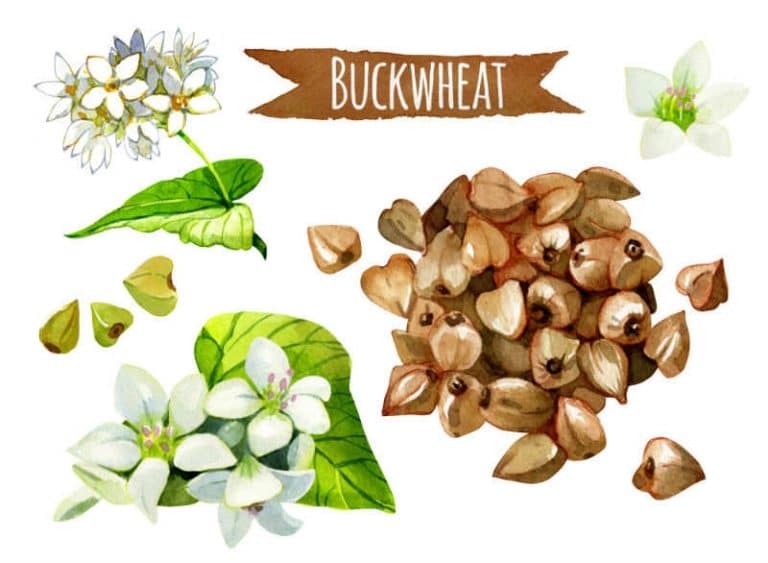 Benefits and Side Effects of Buckwheat Pillows: What You Should Know