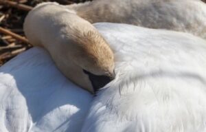 How & Where Do Swans Sleep (Do Swans Sleep in the Water)